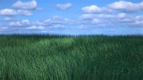 creating grass with particles in blender 2 5 blender 3d architect