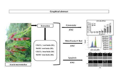 Plants Free Full Text Phytochemical Screening And Antioxidant And