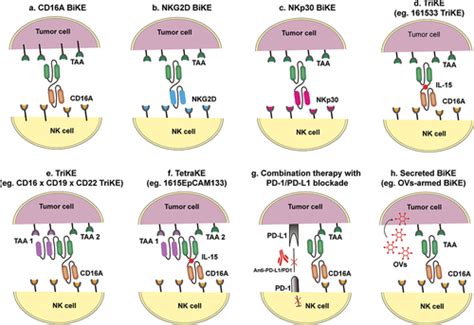 Full Article Principles And Current Clinical Landscape Of Nk Cell
