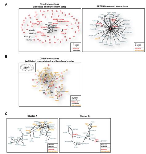 Human Interactome Network Analysis Direct Interactions Between Mutome