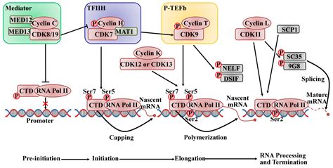 Ijms Free Full Text The Roles Of Cyclin Dependent Kinases In Cell