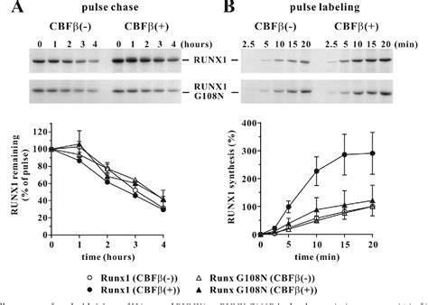 Figure 8 From Cbf Cid 2 Enhances De Novo Protein Biosynthesis Of Its