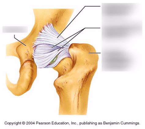 Hip Joints With Ligaments Posterior View Diagram Diagram Quizlet