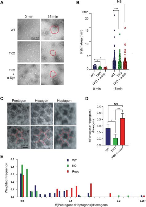 α Synuclein Colocalizes With Ap180 And Affects The Size Of Clathrin