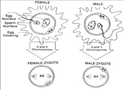 embryology and fetal development