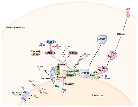 Ijms Free Full Text Mtorc1 And Nutrient Homeostasis The Central