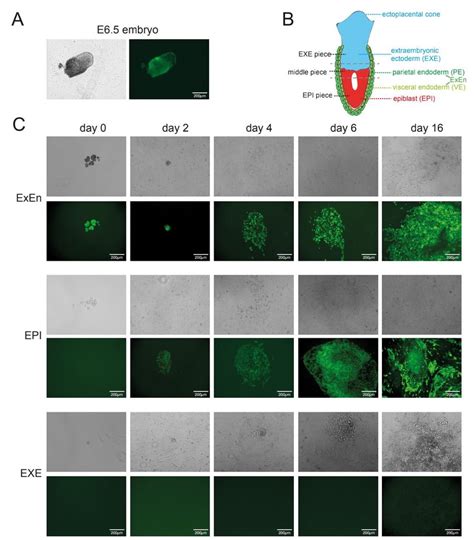 Tracing The Origin Of Post Xen Cells In E6 5 R26 Taugfp41 X Sox17 Cre