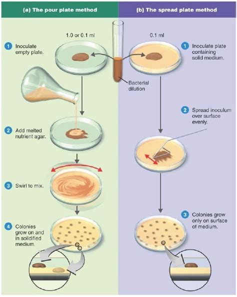 Types Of Plating Methods In Microbiology At Edna Garcia Blog