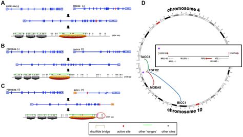 Fgfr2 Iiib Fusion Events Transcripts And Hypothetical Protein Products
