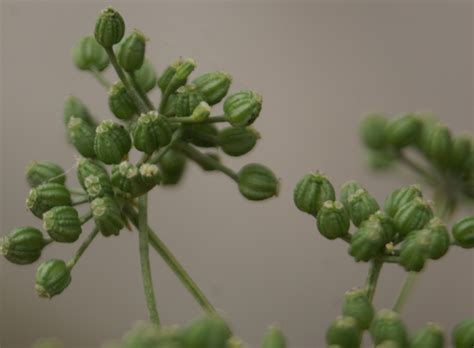 Sambucus Species Eflora Of India