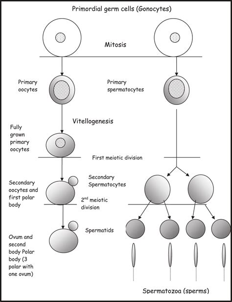 Phases Of Oogenesis