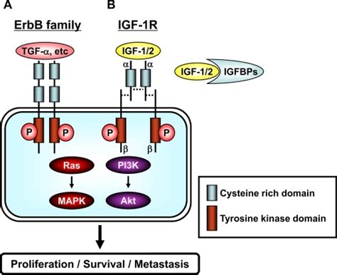 F2 Ijms 9 6 1034 Targeting Receptor Tyrosine Kinases For