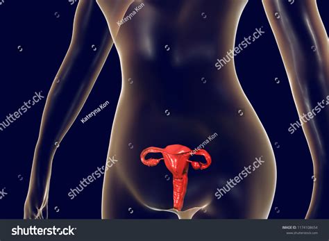 Anatomy Female Reproductive System 3d Illustration 스톡 일러스트 1174108654
