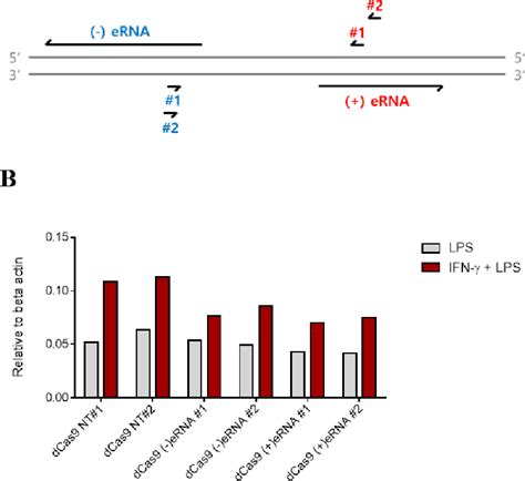 Figure 12 From The Role Of Enhancer Rna In Ifn γ Priming Effect On Tnf