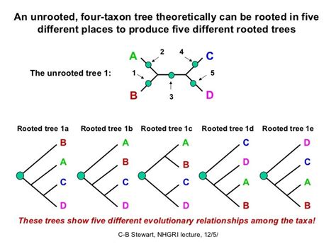 Phylogenetic Analysis