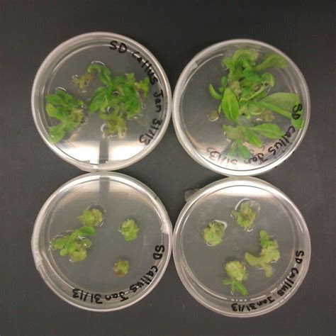 Plant Tissue Culture Process Stages With Cells Growth Steps Outline