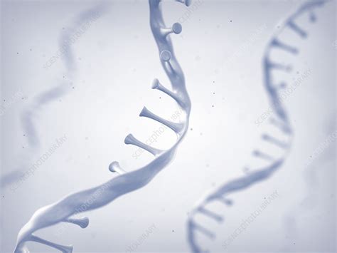 Rna Molecules Illustration Stock Image F030 6006 Science Photo