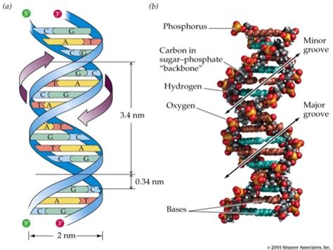 Scientists Of Dna Timeline Timetoast Timelines