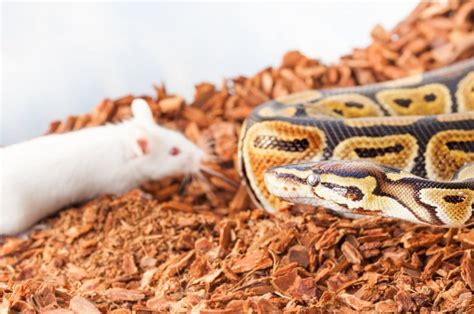 6 reasons why a ball python won t eat
