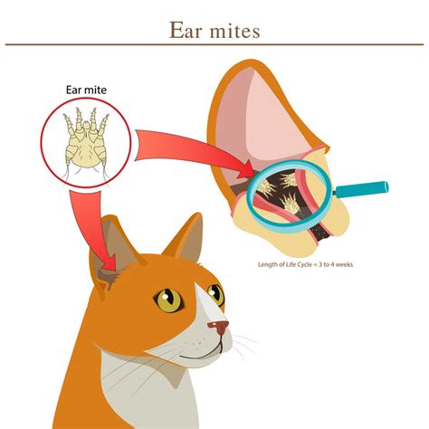 Ear Wax Vs Ear Mites In Cats