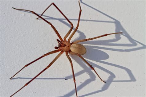 Homeowners Guide To Brown Recluse Spiders