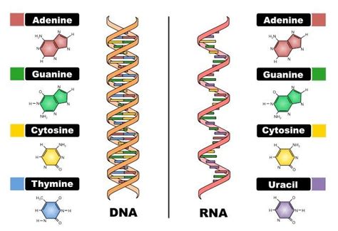 Nucleic Acid Definition And Examples Biology Online Dictionary