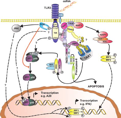 Tlr3 Signaling Pathways Binding Of Dsrna To The Tlr3 Cd14 Complex