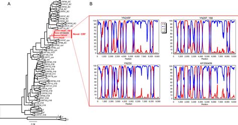Genetic Characteristics Of A New Hiv 1 Subtype B C Intersubtype
