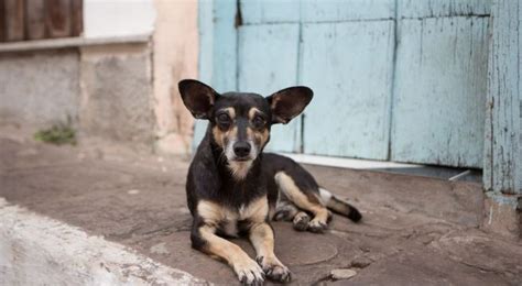 Aprueban Reglamento Que Prioriza Esterilización De Perros Y Gatos Latina