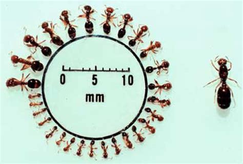 red imported fire ant solenopsis invicta