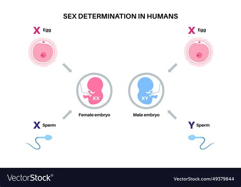 Sex Determination In Humans Royalty Free Vector Image