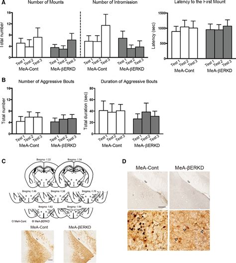 Effects Of Prepubertal Or Adult Site Specific Knockdown Of Estrogen