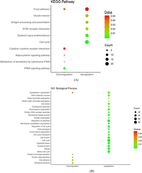 Kegg And Go Enrichment Analysis A Kegg Pathways Based On Kegg