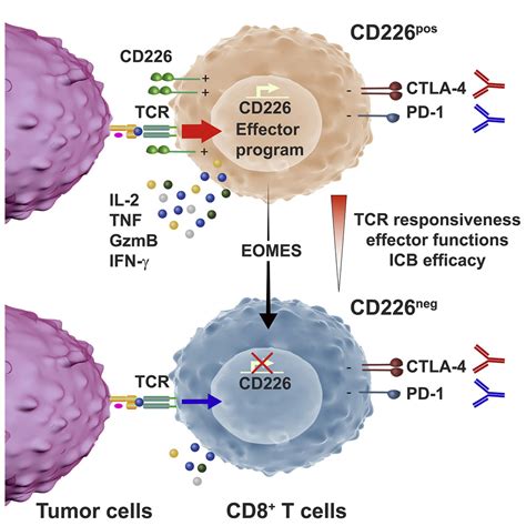 Eomes Dependent Loss Of The Co Activating Receptor Cd226 Restrains Cd8