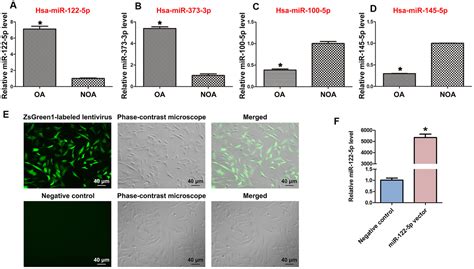 Mirna 122 5p Stimulates The Proliferation And Dna Synthesis And