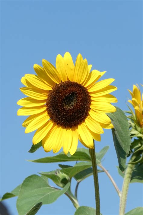 Sunflower Flower Summer Free Photo On Pixabay Pixabay