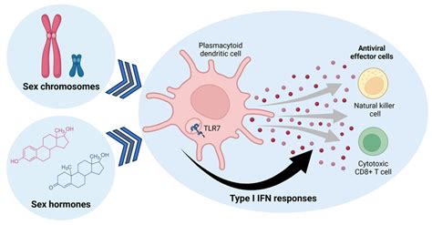 Sex Determining Factors Influence Type I Ifn Responses In Plasmocytoid