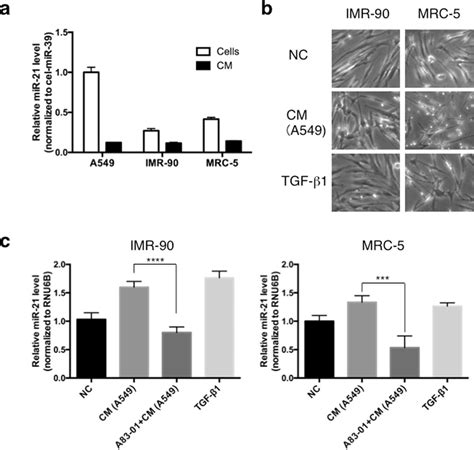 Tgf β1 Induces Myofibroblast Differentiation And Activates Mir 21