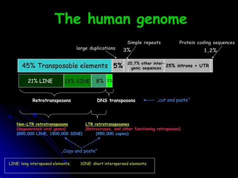 Ppt Genome Biology Powerpoint Presentation Free Download Id 4365721