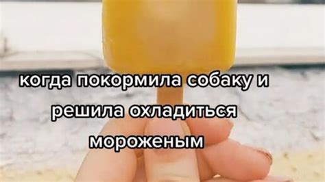 Корги Федя я просто в восторге от 🍦 вельшкорги федякорги животные