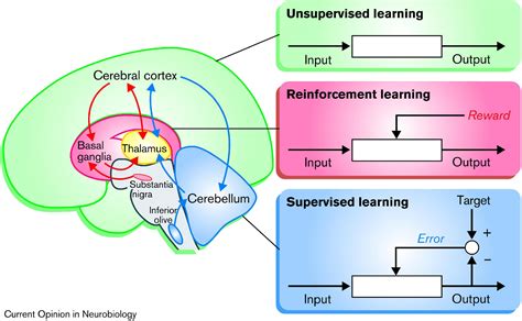 Frontiers The Dopamine System And Automatization Of Movement