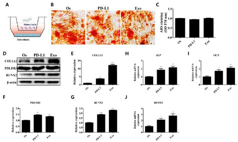 Modulatory Effect Of Exosomal Pd L1 On Bone Matrix Formation In