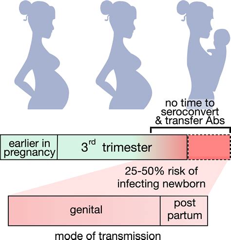 Frontiers Monoclonal Antibody Therapy Of Herpes Simplex Virus An