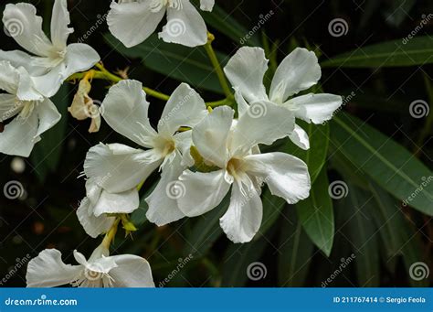 Belles Plantes Et Fleurs Italiennes Photo Stock Image Du Normal