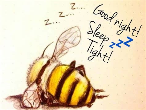 Good Night Honey Good Night Sleep Well Cute Good Night Good Night