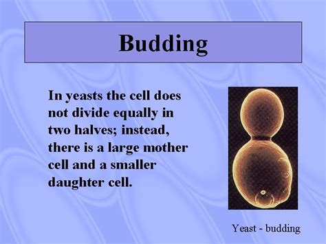 Methods Of Reproduction Sexual And Asexual Reproduction Reflection