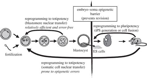 Somatic Cell Diagram