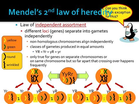 Ppt Unit 10 Mendelian Genetics And Heredity Powerpoint Presentation