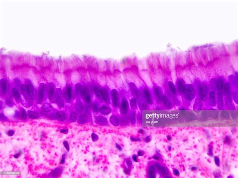 Pseudostratified Ciliated Columnar Epithelium100x Light Micrograph High