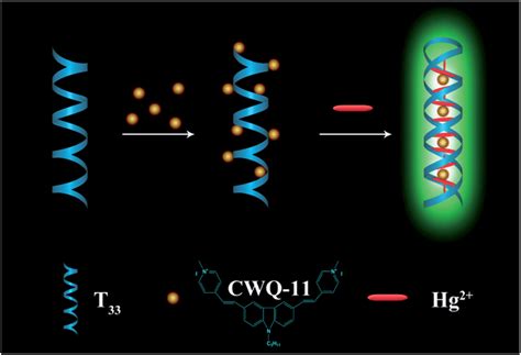 Scheme 1 Schematic Representation Of The Fluorescent Hg 2 Sensing